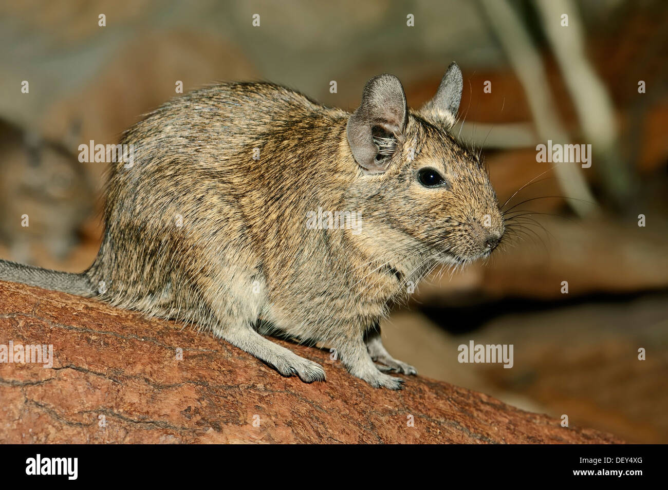 Common Degu (Octodon degus), native of Chile, captive, North Stock ...