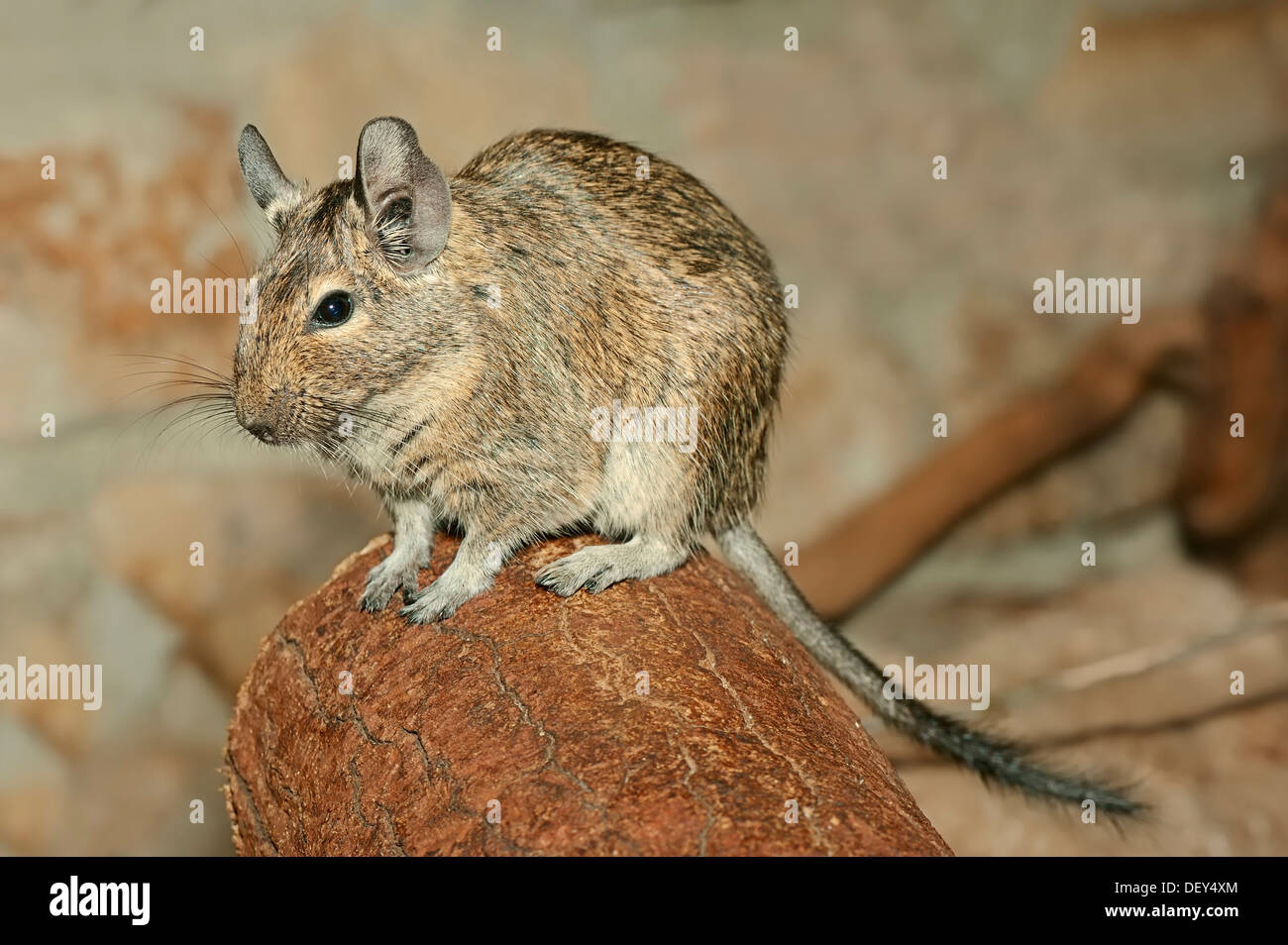 Common Degu (Octodon degus), native of Chile, captive, North Rhine ...