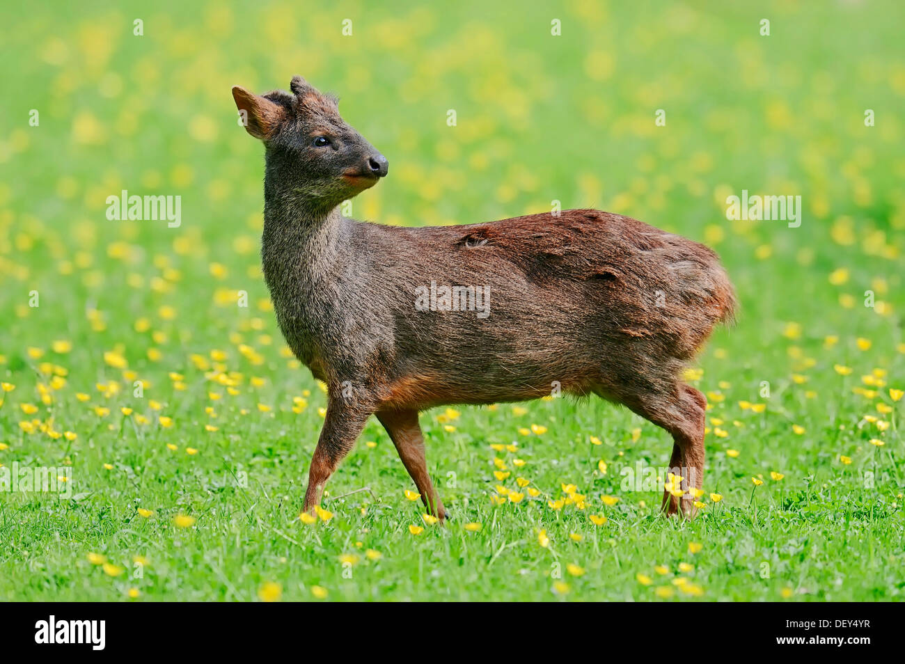 Southern Pudu (Pudu pudu), male standing in a flower meadow, native to ...