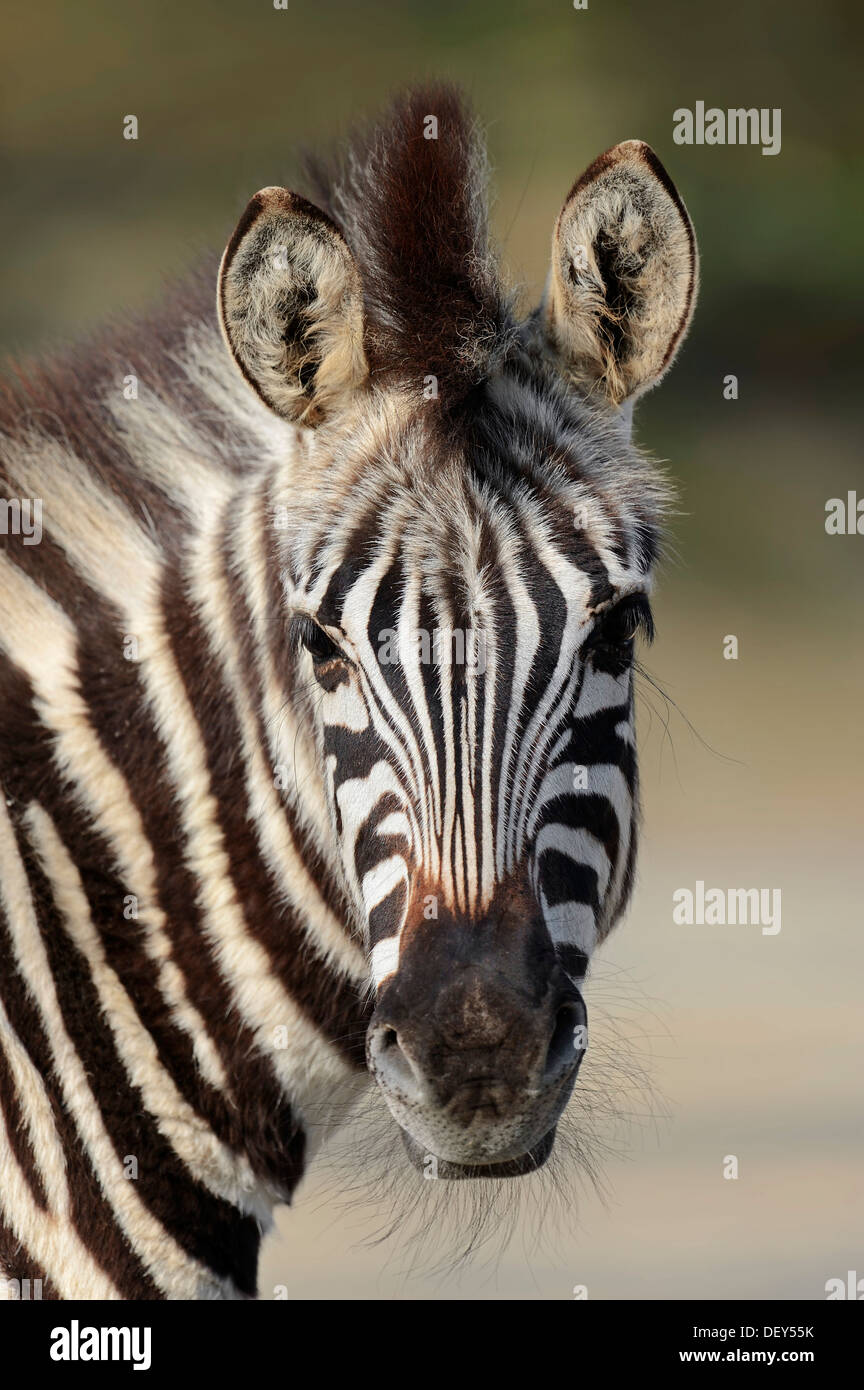 Zebra Head Front View African Queen III 363623 | Architonic