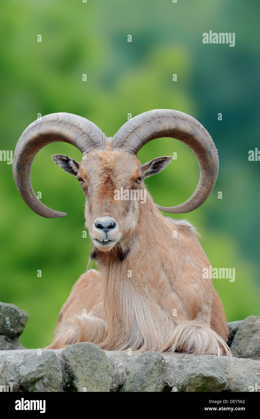 Barbary sheep (Ammotragus lervia), male, native to Northern Africa ...