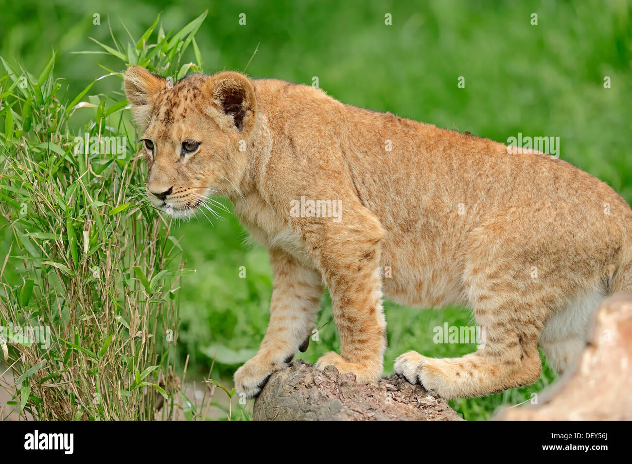 Lion (Panthera leo) cub, captive, Germany Stock Photo - Alamy
