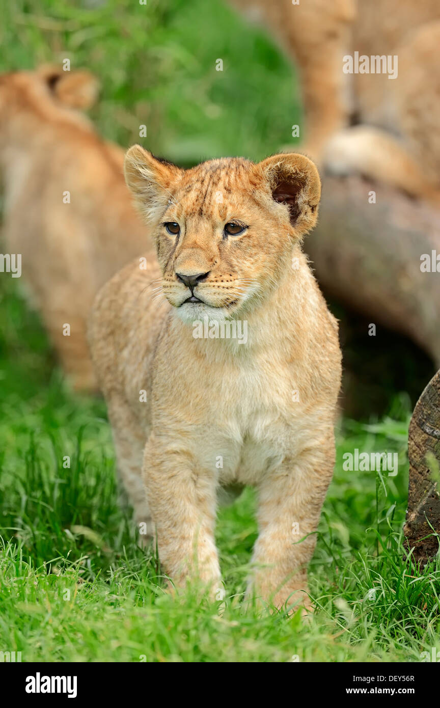 Lion (Panthera leo) cub, captive, Germany Stock Photo - Alamy
