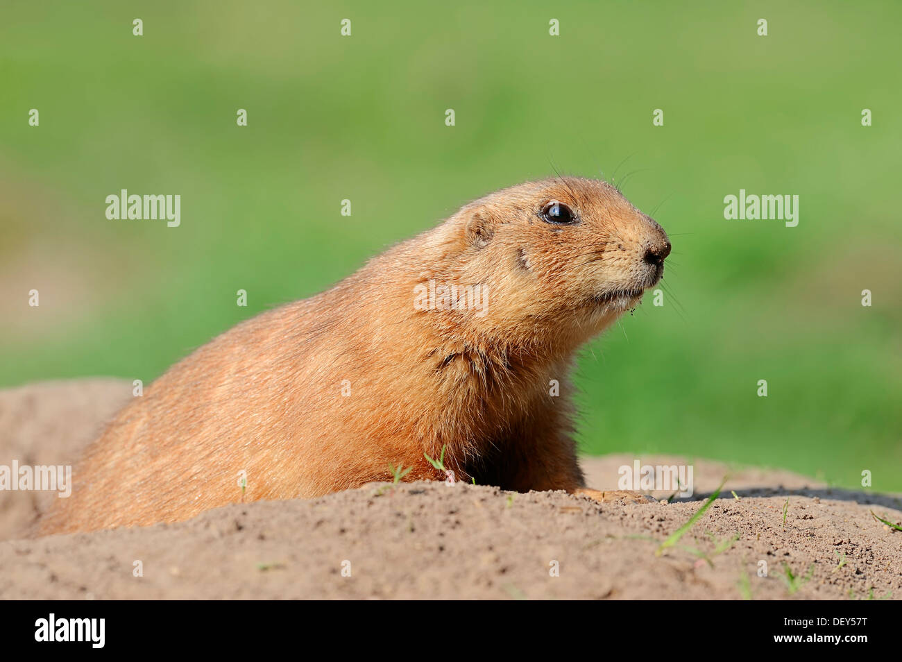 Black tailed prairie dog lair hi-res stock photography and images - Alamy