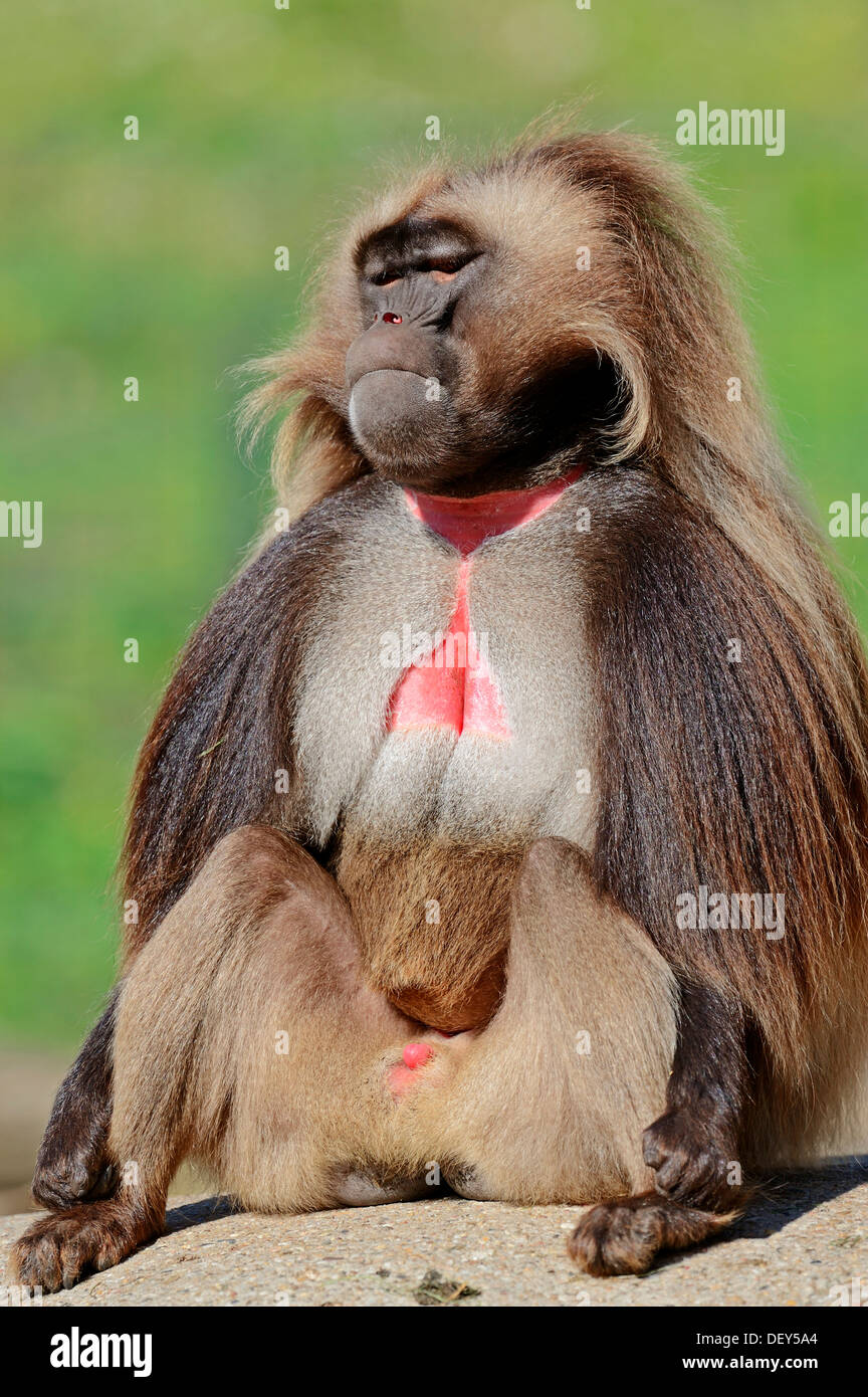 Gelada or Gelada Baboon (Theropithecus gelada), male, occurrence in ...