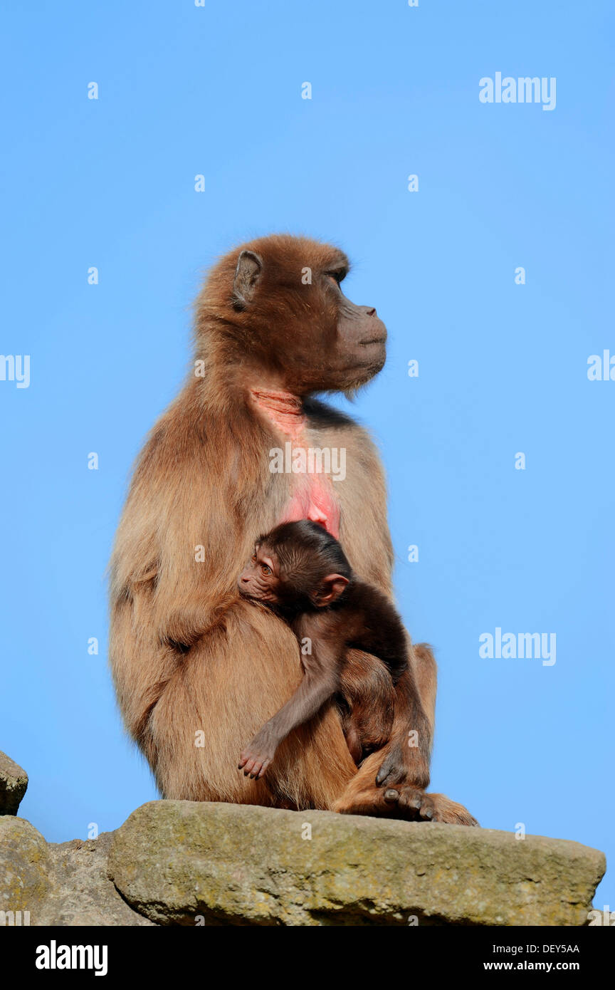 Gelada or Gelada Baboon (Theropithecus gelada), female with young ...