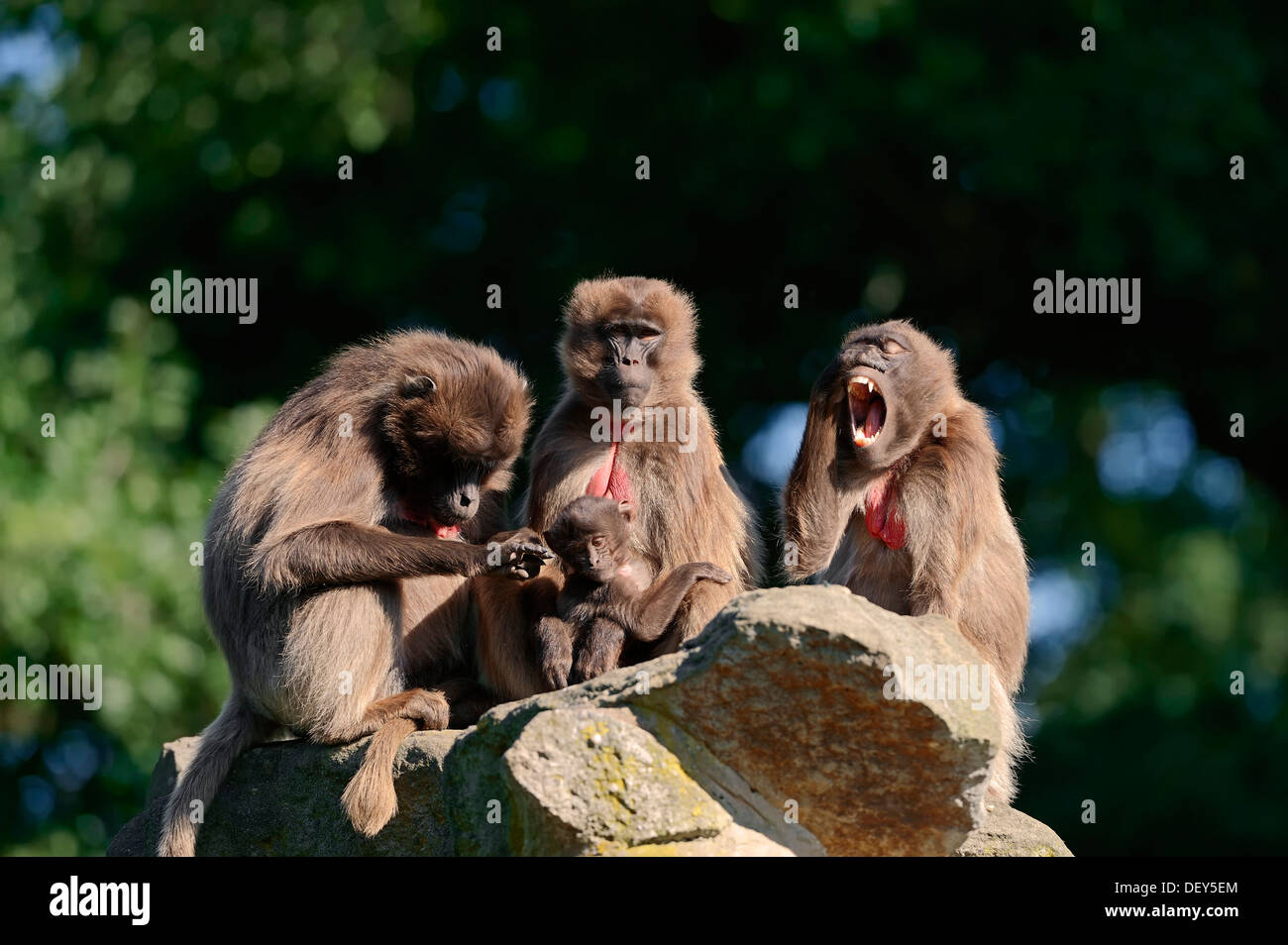 Gelada baboon females hi-res stock photography and images - Alamy