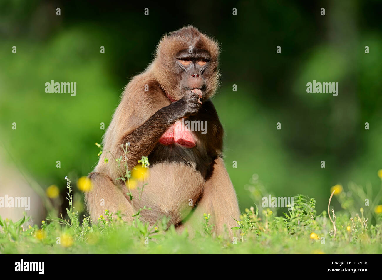 Gelada or Gelada Baboon (Theropithecus gelada), female, occurrence in ...