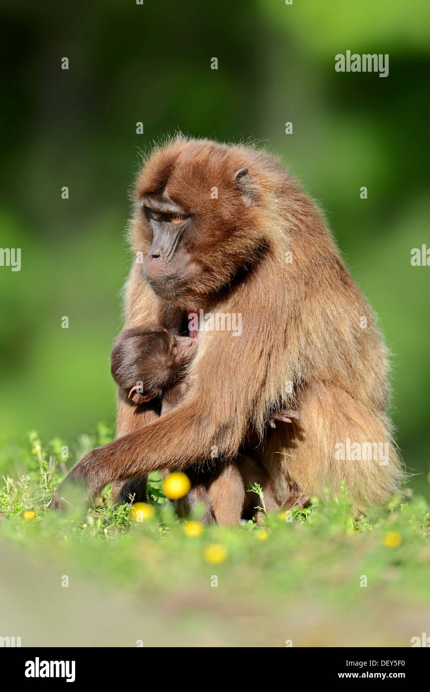 Gelada or Gelada Baboon (Theropithecus gelada), female, occurrence in ...
