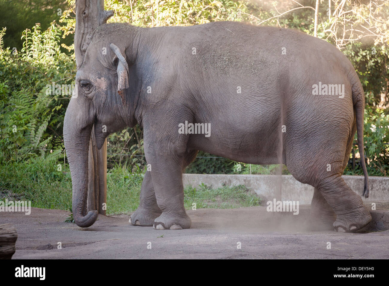 Asian elephant, Elephas maximus, in Bioparco, Rome, Italy, Europe Stock ...
