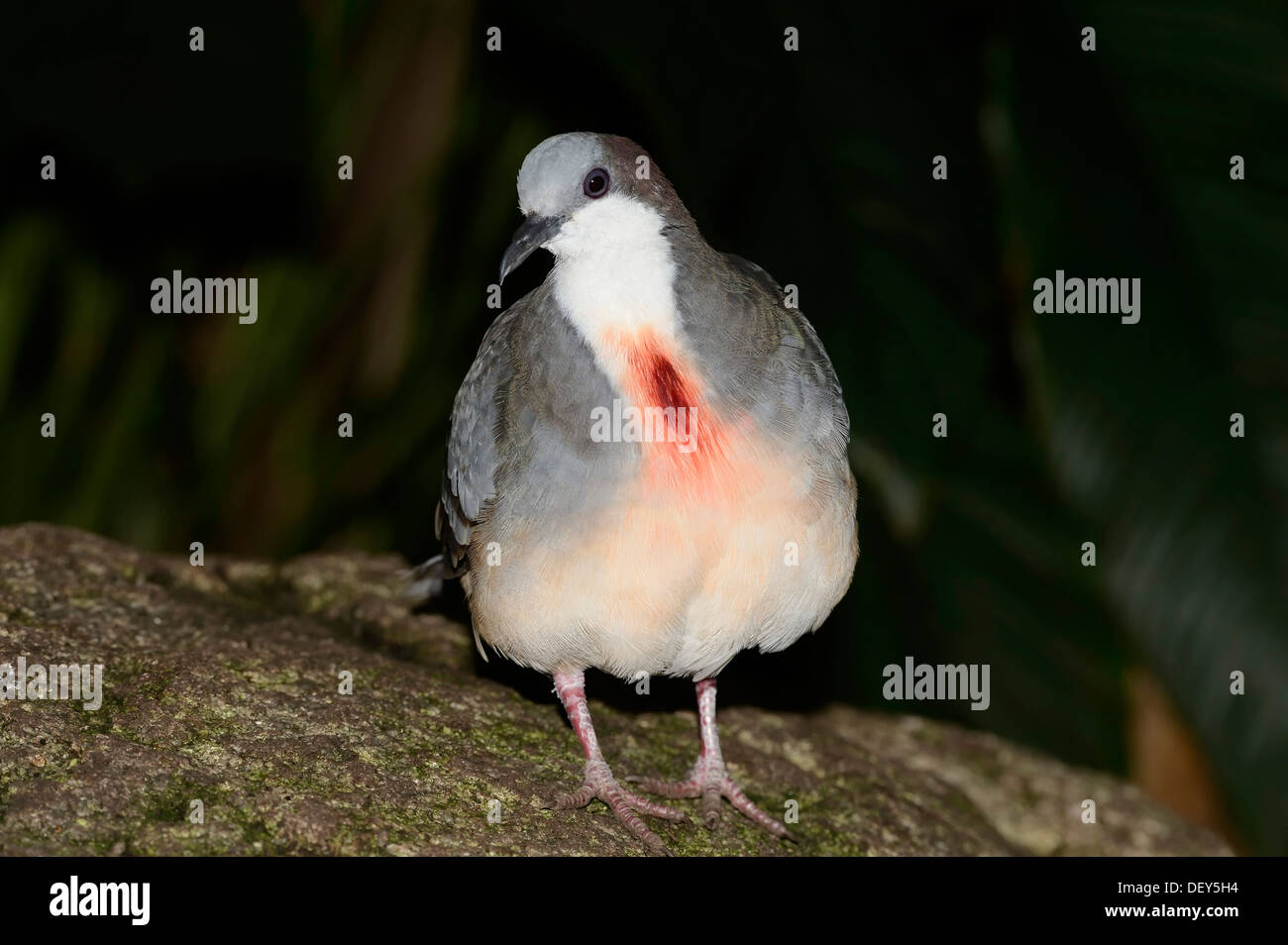 Bleeding heart pigeon bird hi-res stock photography and images - Alamy