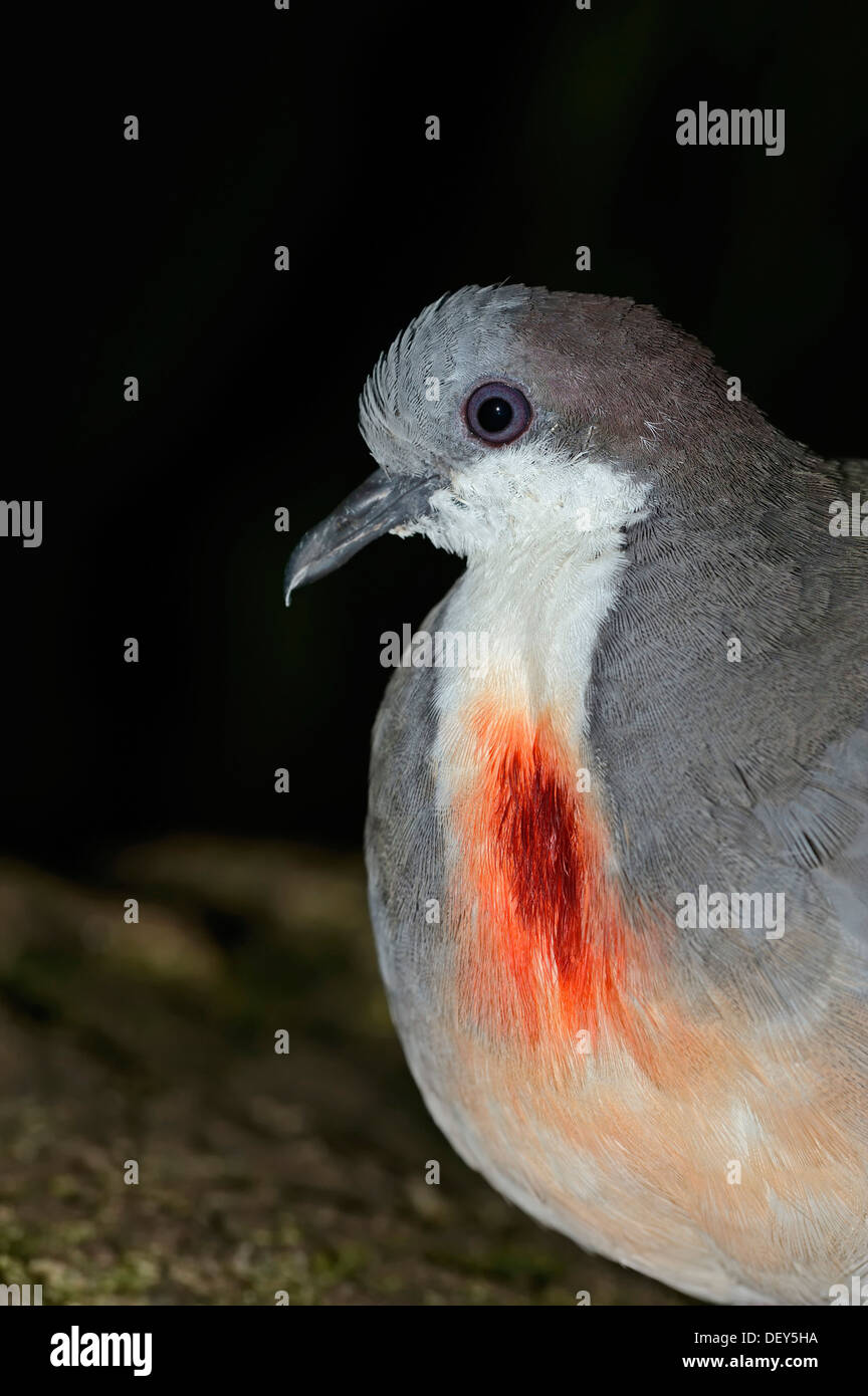 Luzon bleeding hearts hi-res stock photography and images - Alamy