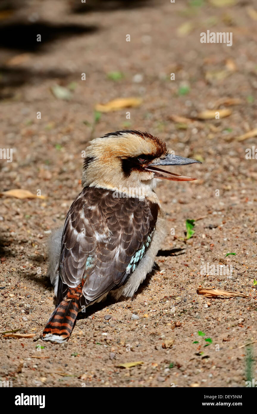 Dacelo gigas hi-res stock photography and images - Alamy
