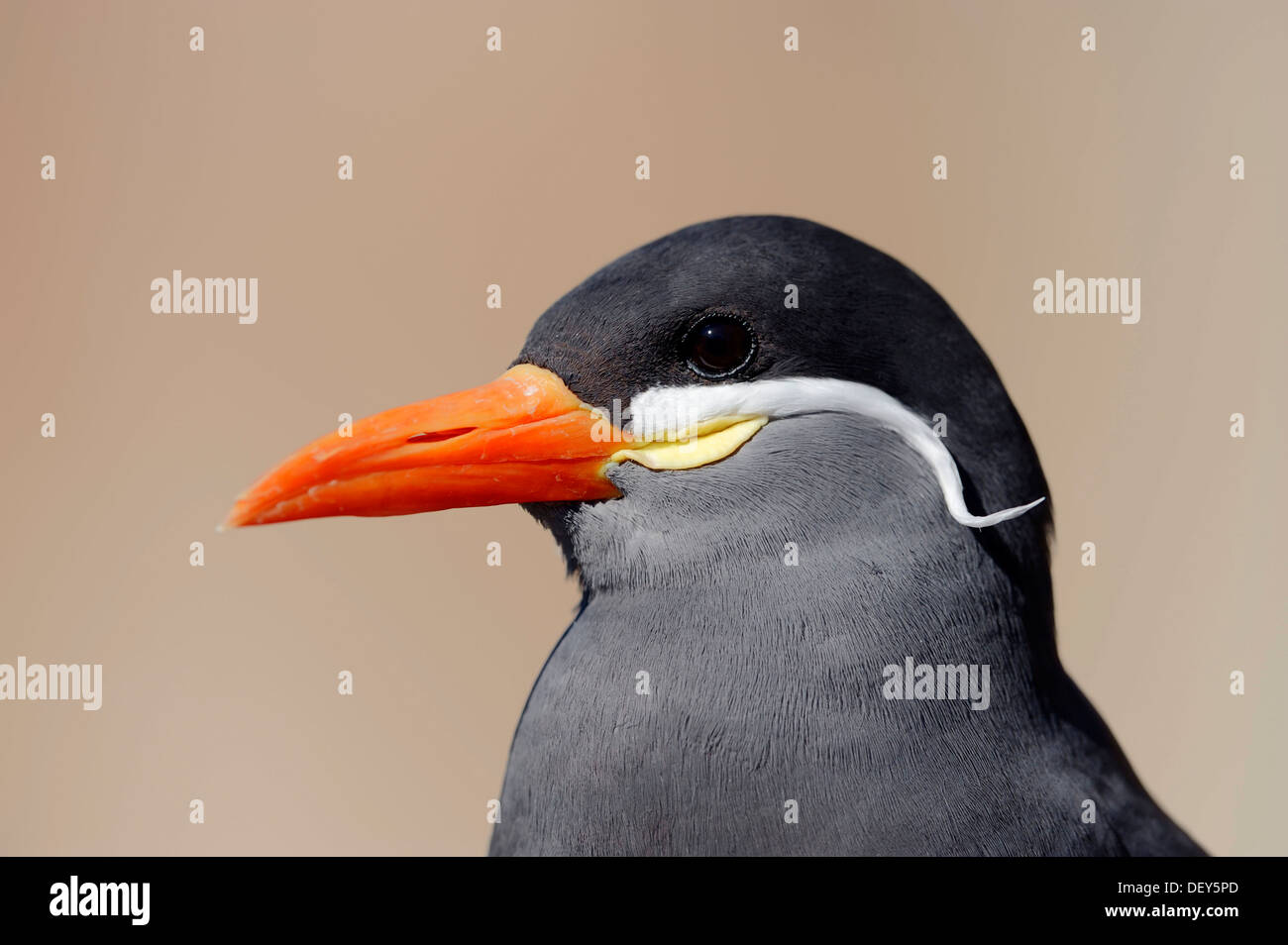 Inca Tern (Larosterna inca), portrait, occurrence in South America ...
