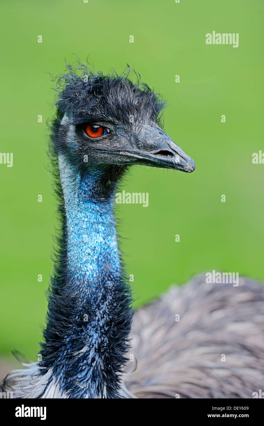 Emu head portrait hi-res stock photography and images - Alamy