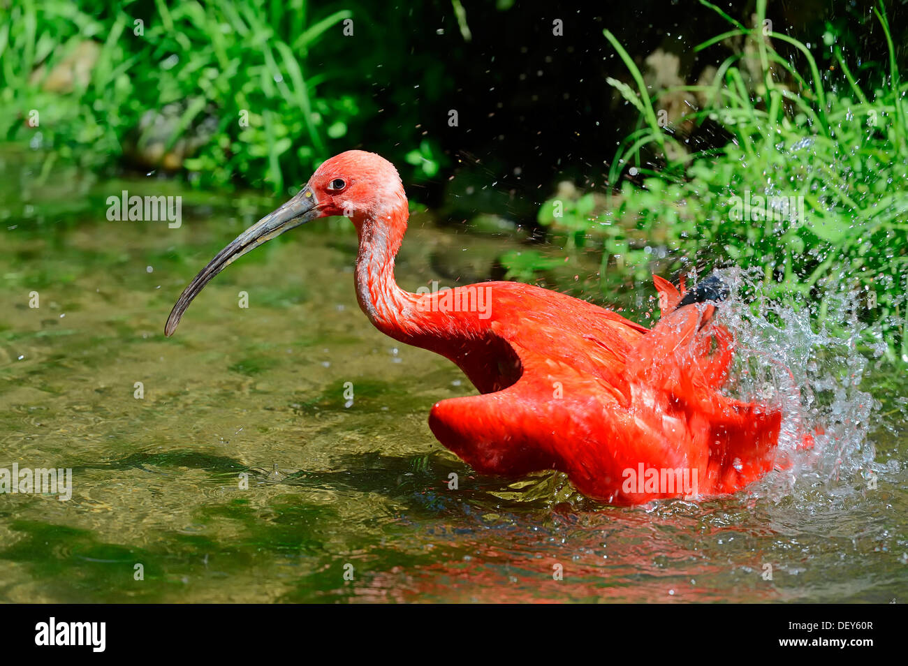 Scarlet Ibis (Eudocimus ruber), taking a bath, occurrence in South ...