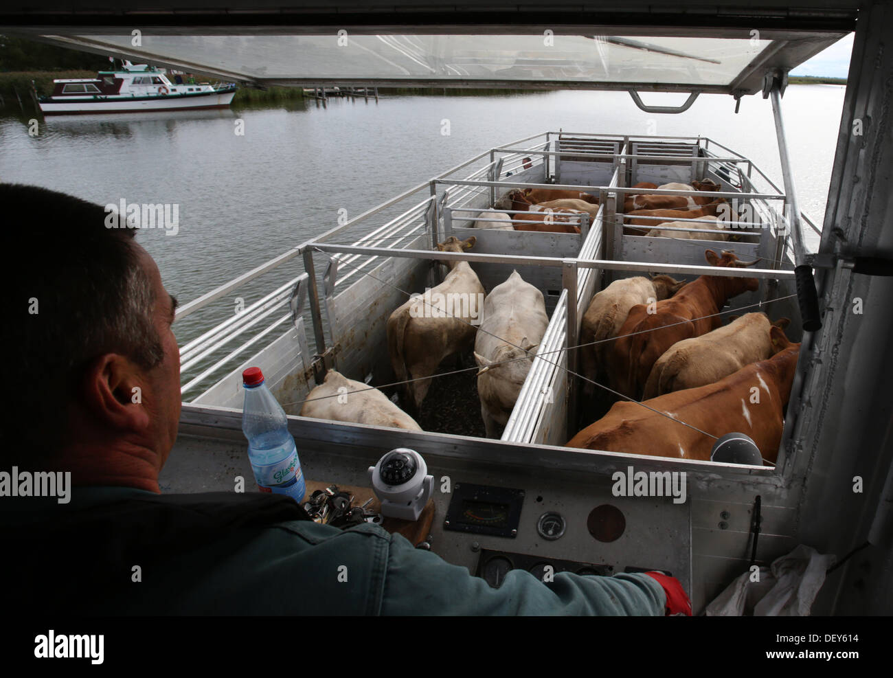 A 'cow ferry' from the Darss farm bring cattle from the Kirr Island ...