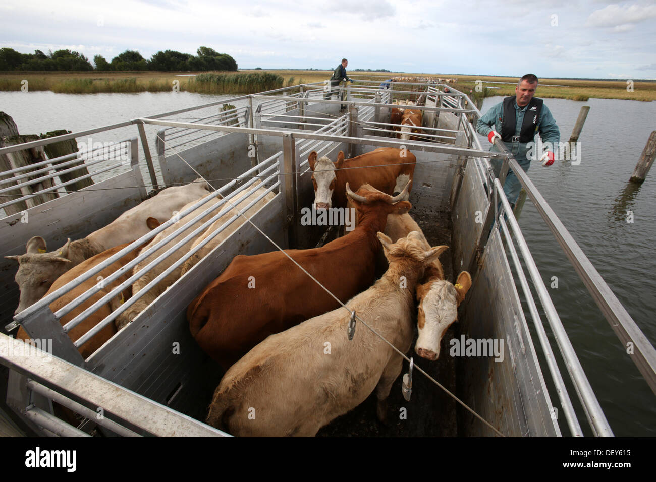 A 'cow ferry' from the Darss farm bring cattle from the Kirr Island ...