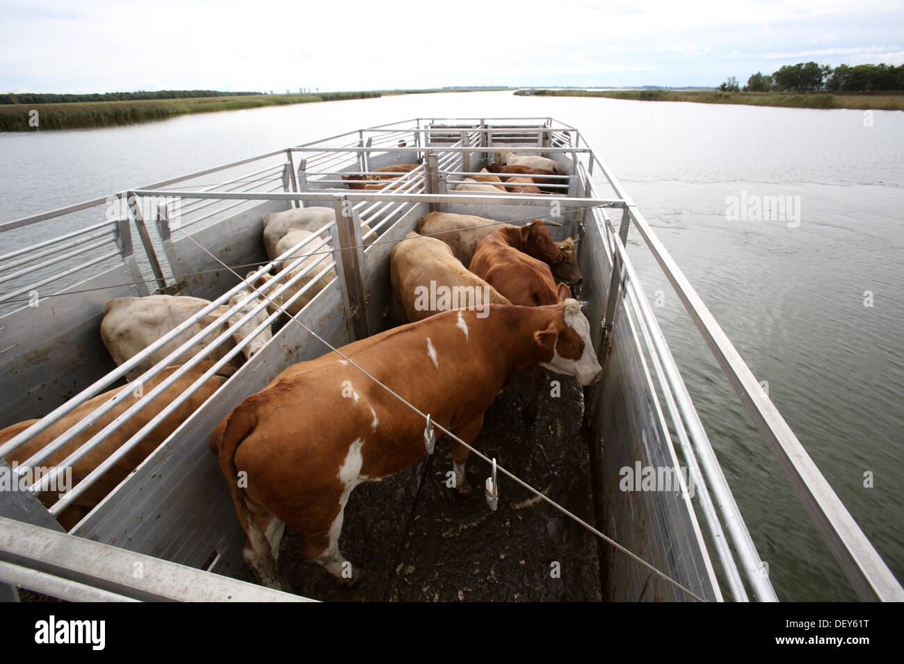 Cow on a ferry hi-res stock photography and images - Alamy