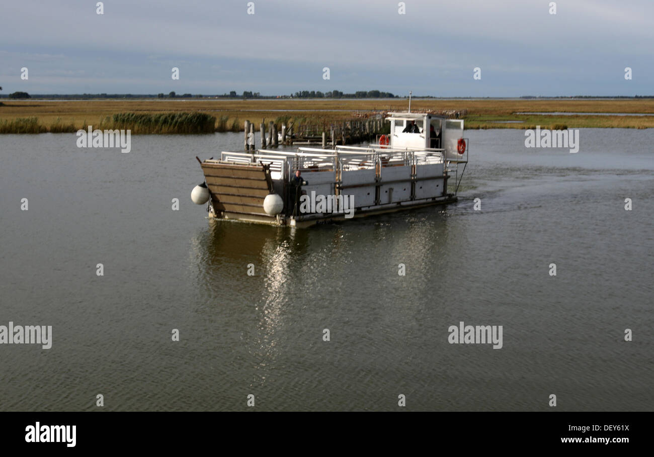 A 'cow ferry' from the Darss farm bring cattle from the Kirr Island ...