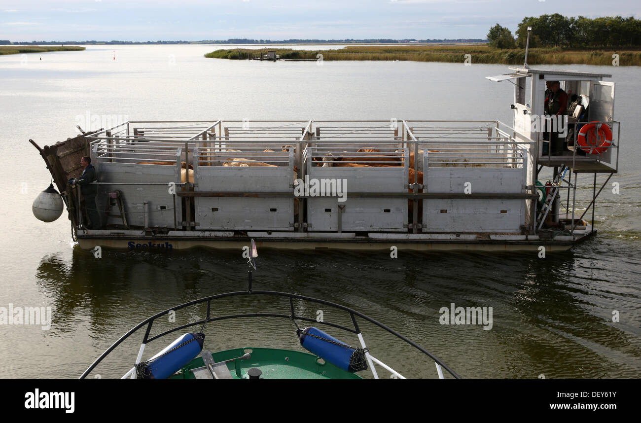 A 'cow ferry' from the Darss farm bring cattle from the Kirr Island ...