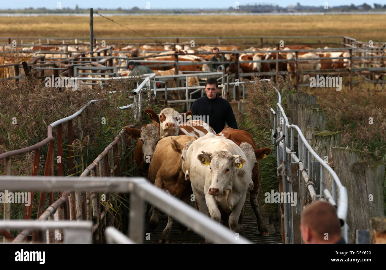 Cow on a ferry hi-res stock photography and images - Alamy