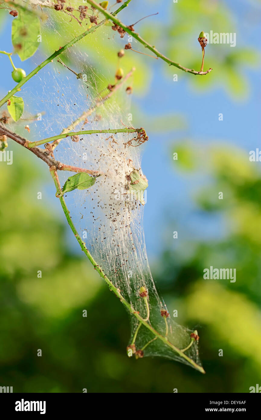 Ermine moth larva cocoon hi-res stock photography and images - Alamy