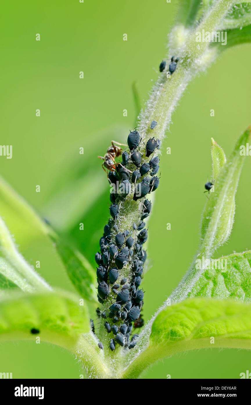 Aphis hi-res stock photography and images - Alamy