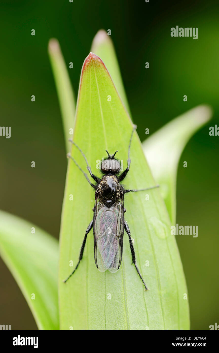 St marks flies hi-res stock photography and images - Alamy