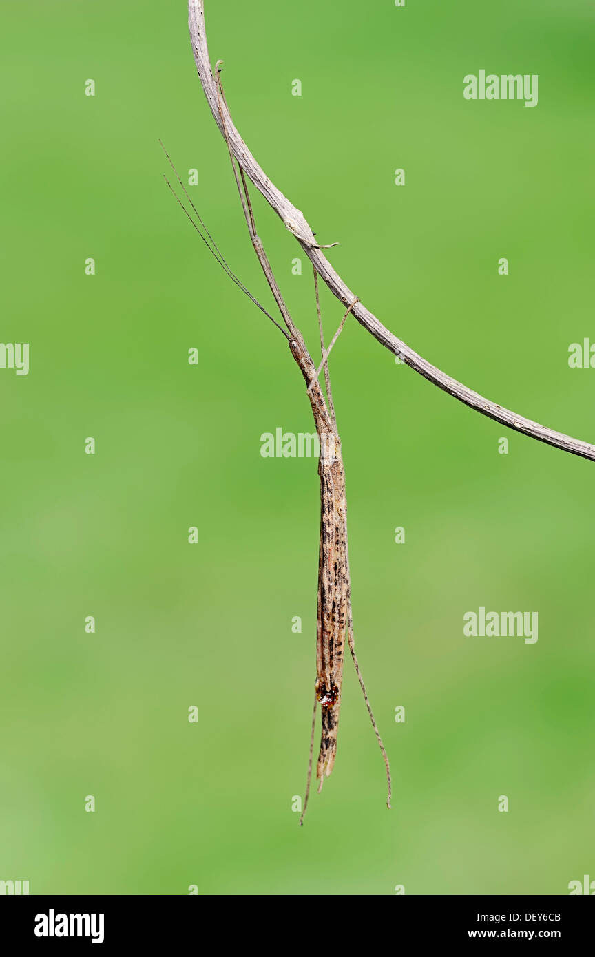 Pink-winged stick insect (Sipyloidea sipylus), occurrence in Southeast ...