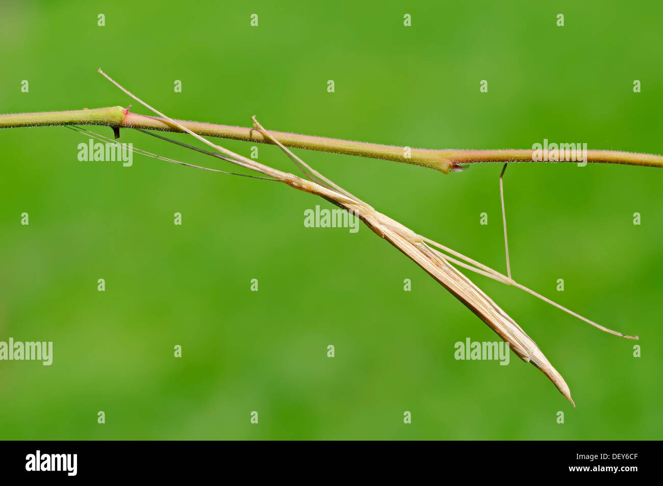 Pink-winged stick insect (Sipyloidea sipylus), occurrence in Southeast ...