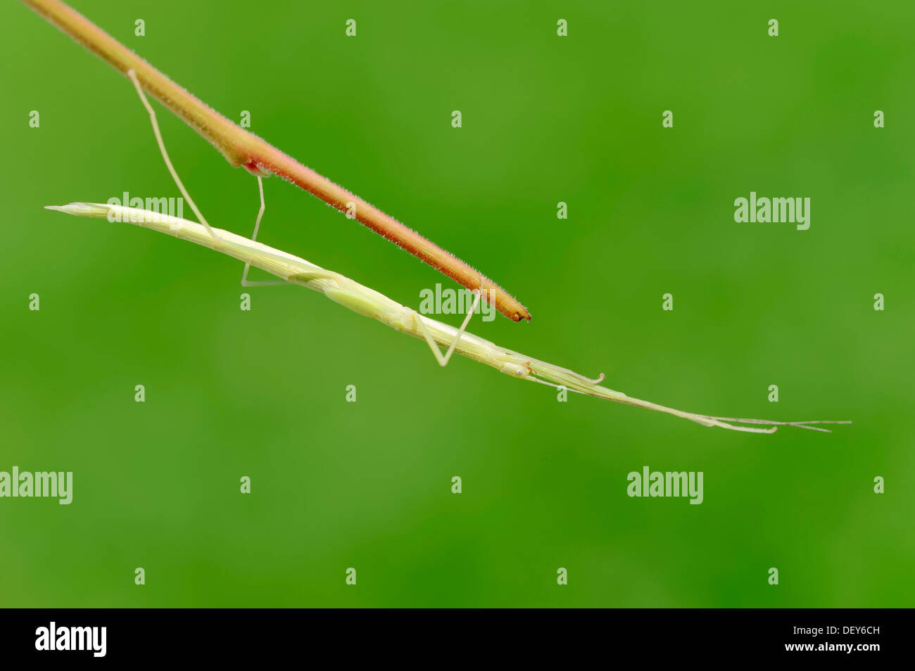 Pink-winged stick insect (Sipyloidea sipylus), occurrence in Southeast ...