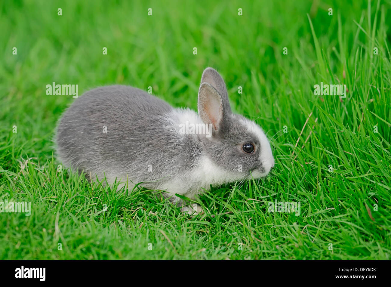 Dwarf Rabbit (Oryctolagus cuniculus forma domestica), cub on meadow ...