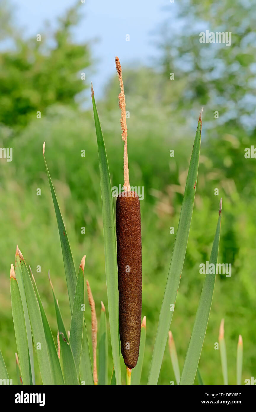 Broadleaf cattails typha latifolia hi-res stock photography and images ...