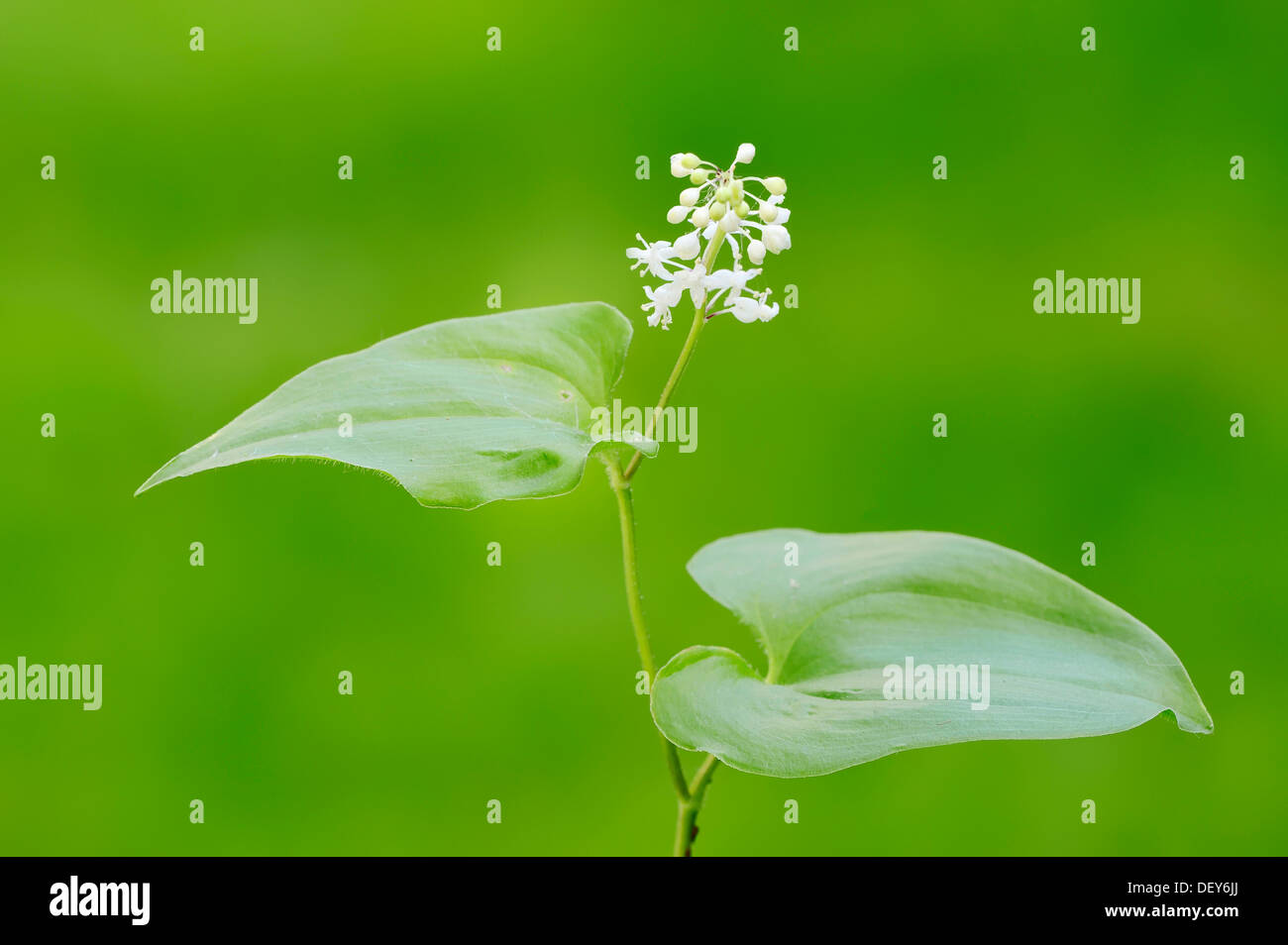 May lily maianthemum bifolium hi-res stock photography and images - Alamy