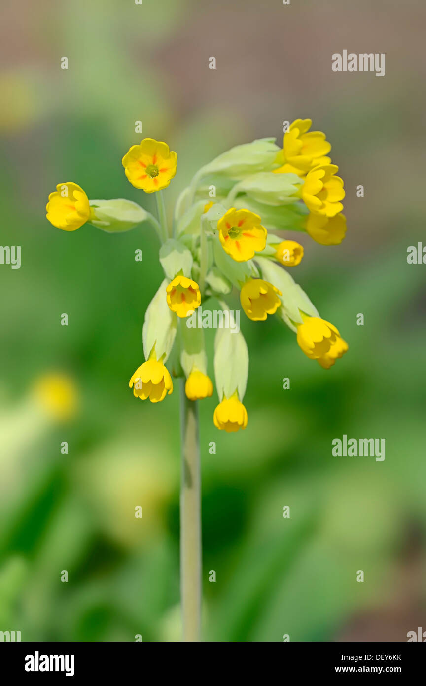Cowslip (Primula veris, Primula officinalis), North Rhine-Westphalia ...