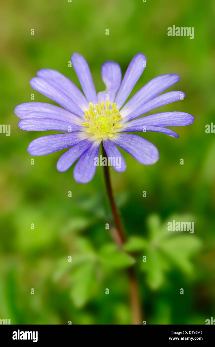 Grecian windflowers hi-res stock photography and images - Alamy