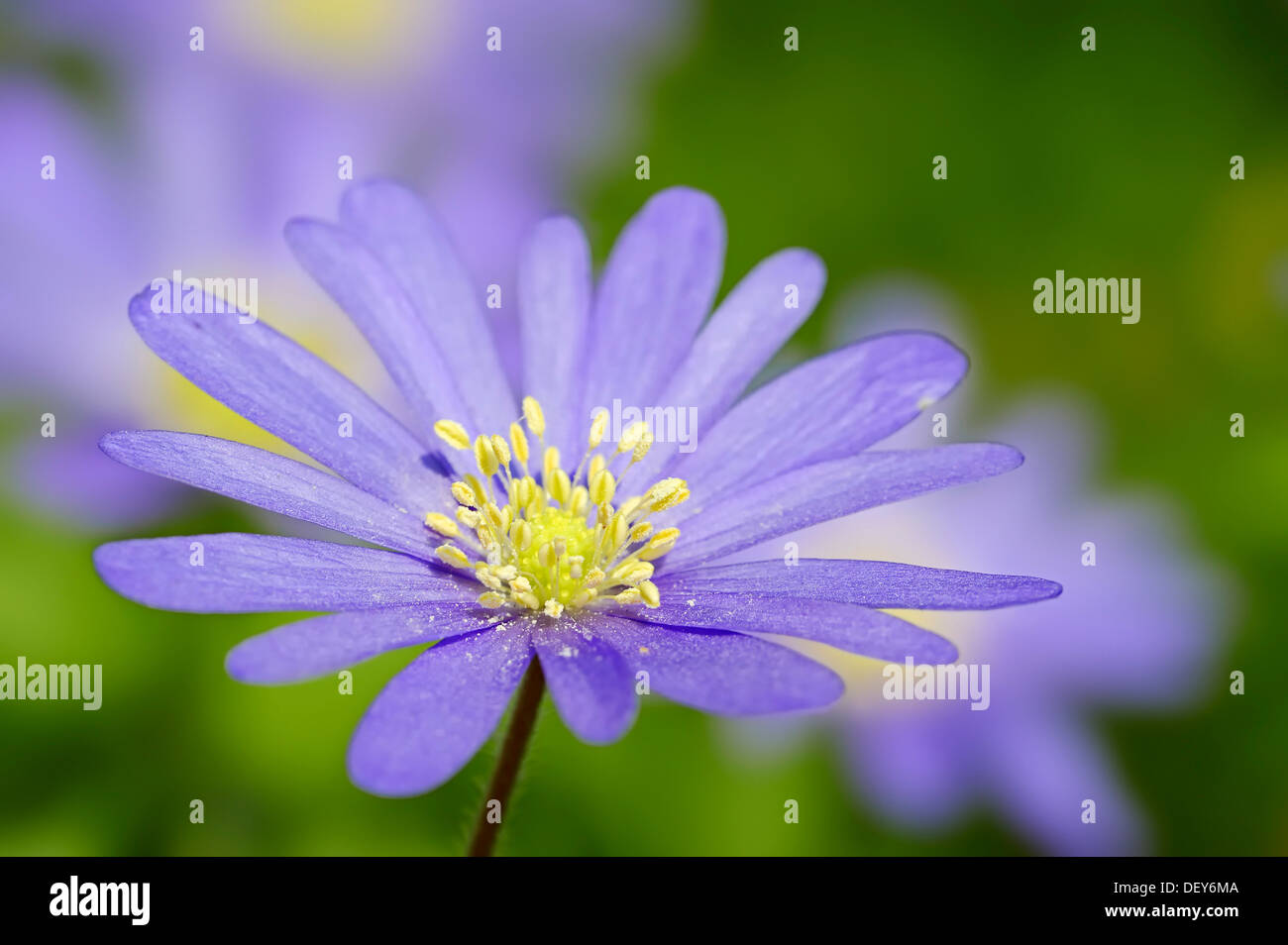 Grecian windflowers hi-res stock photography and images - Alamy