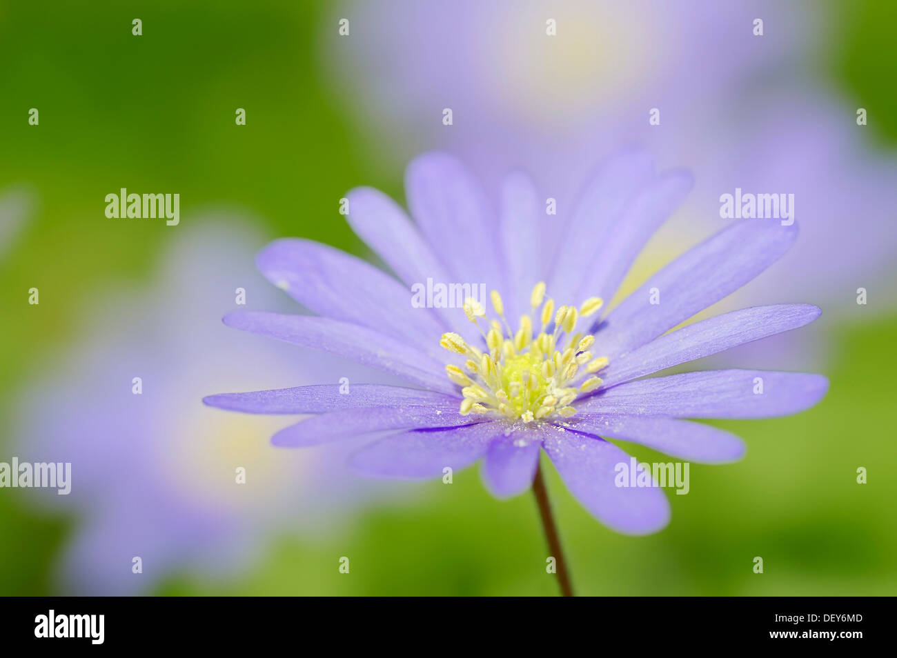 Grecian windflowers hi-res stock photography and images - Alamy