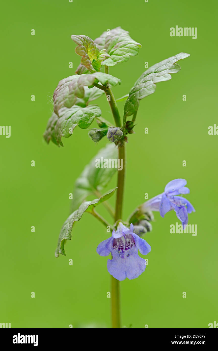 Ground-ivy, gill-over-the-ground or Creeping Charlie (Glechoma ...