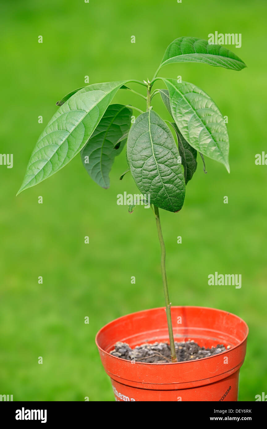 Avocado Persea Americana Stock Photos & Avocado Persea Americana Stock ...