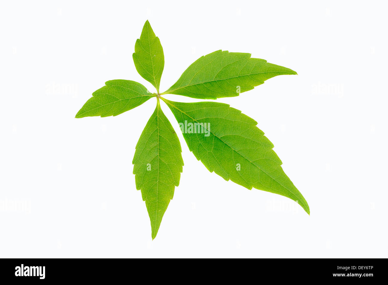 Leaf of a Virginia Creeper or Five-leaved Ivy (Parthenocissus ...