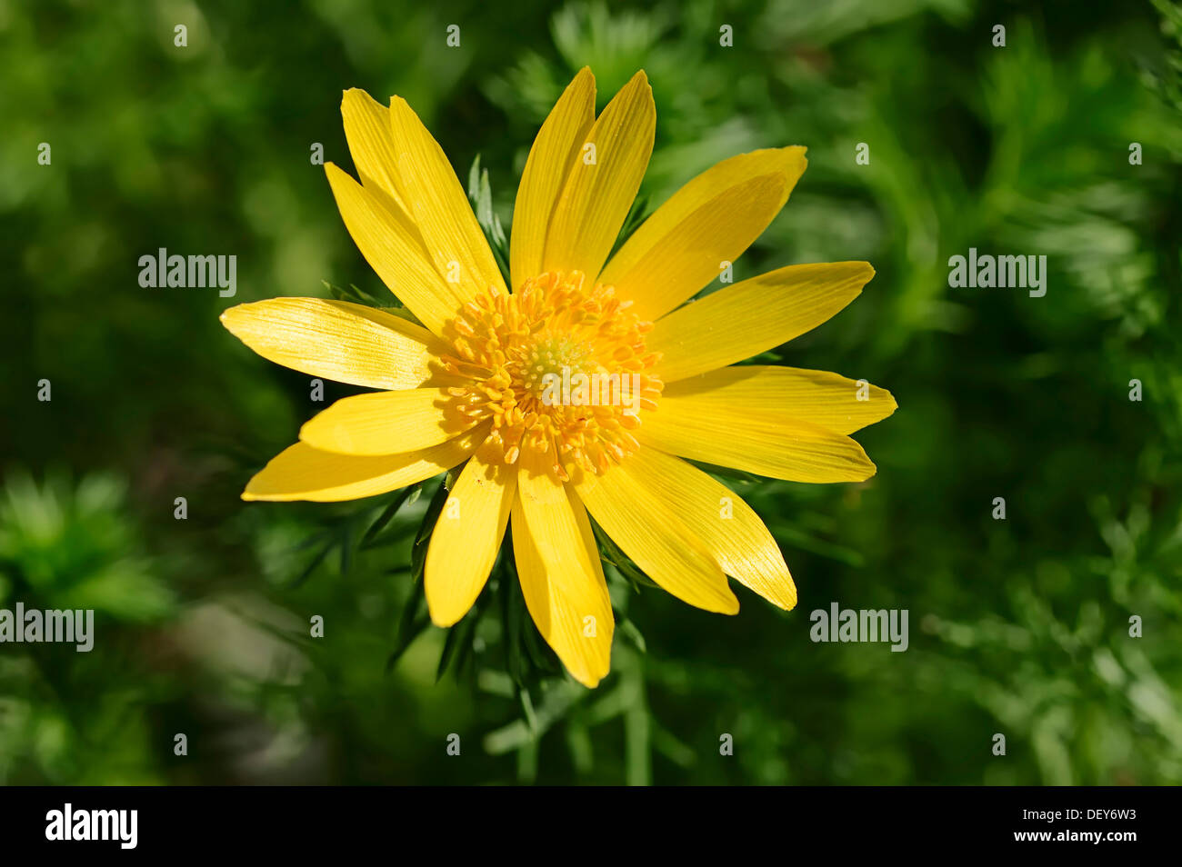 Adonis Flowers High Resolution Stock Photography and Images - Alamy