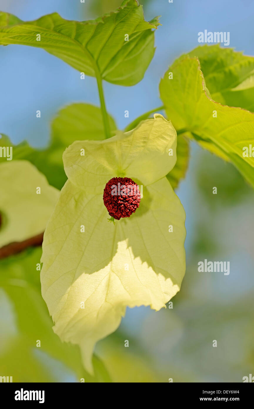 Dove tree, Handkerchief tree, Pocket handkerchief tree or Ghost tree ...