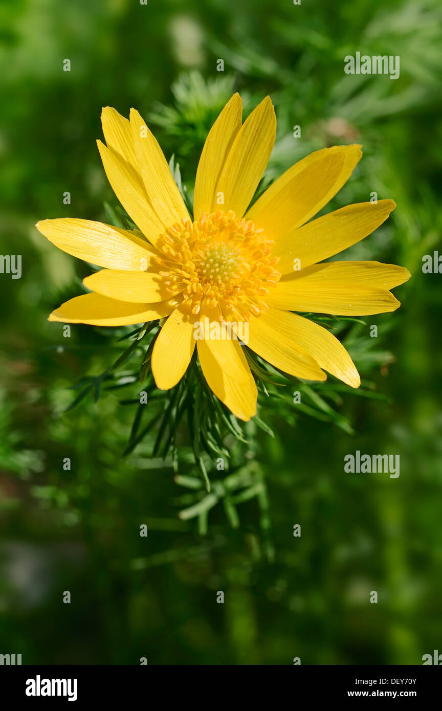 Adonis Flowers High Resolution Stock Photography and Images - Alamy