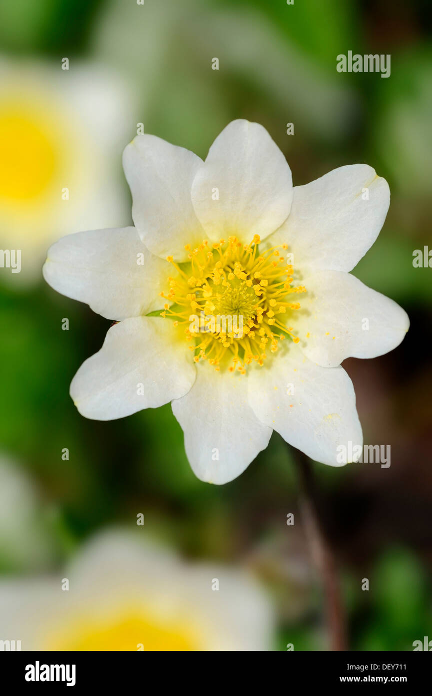 White Mountain Avens, White Dryas or White Dryad (Dryas octopetala ...