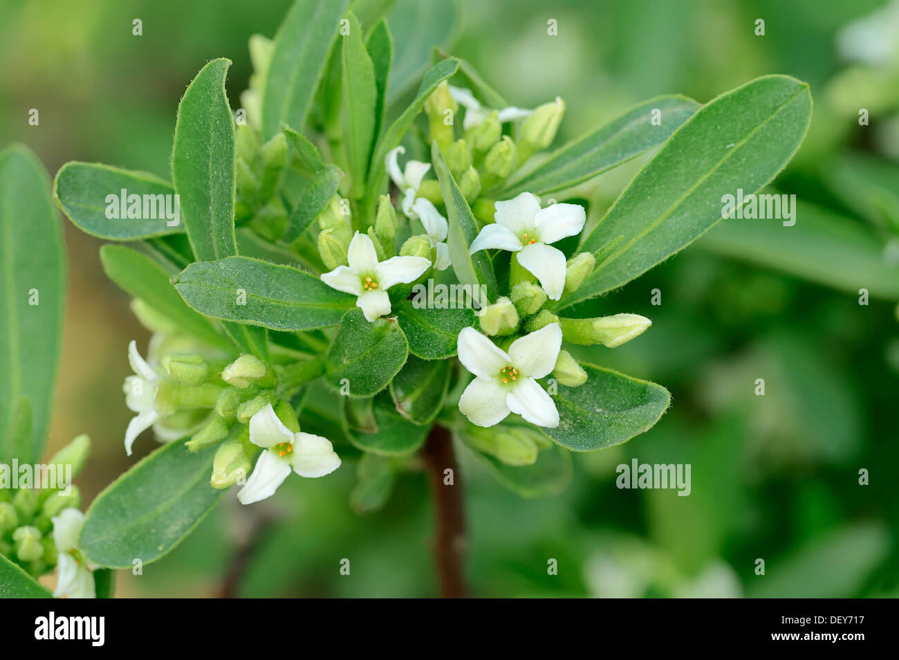 Alpine-Daphne (Daphne alpina), occurrence in the Pyrenees and the Alps ...
