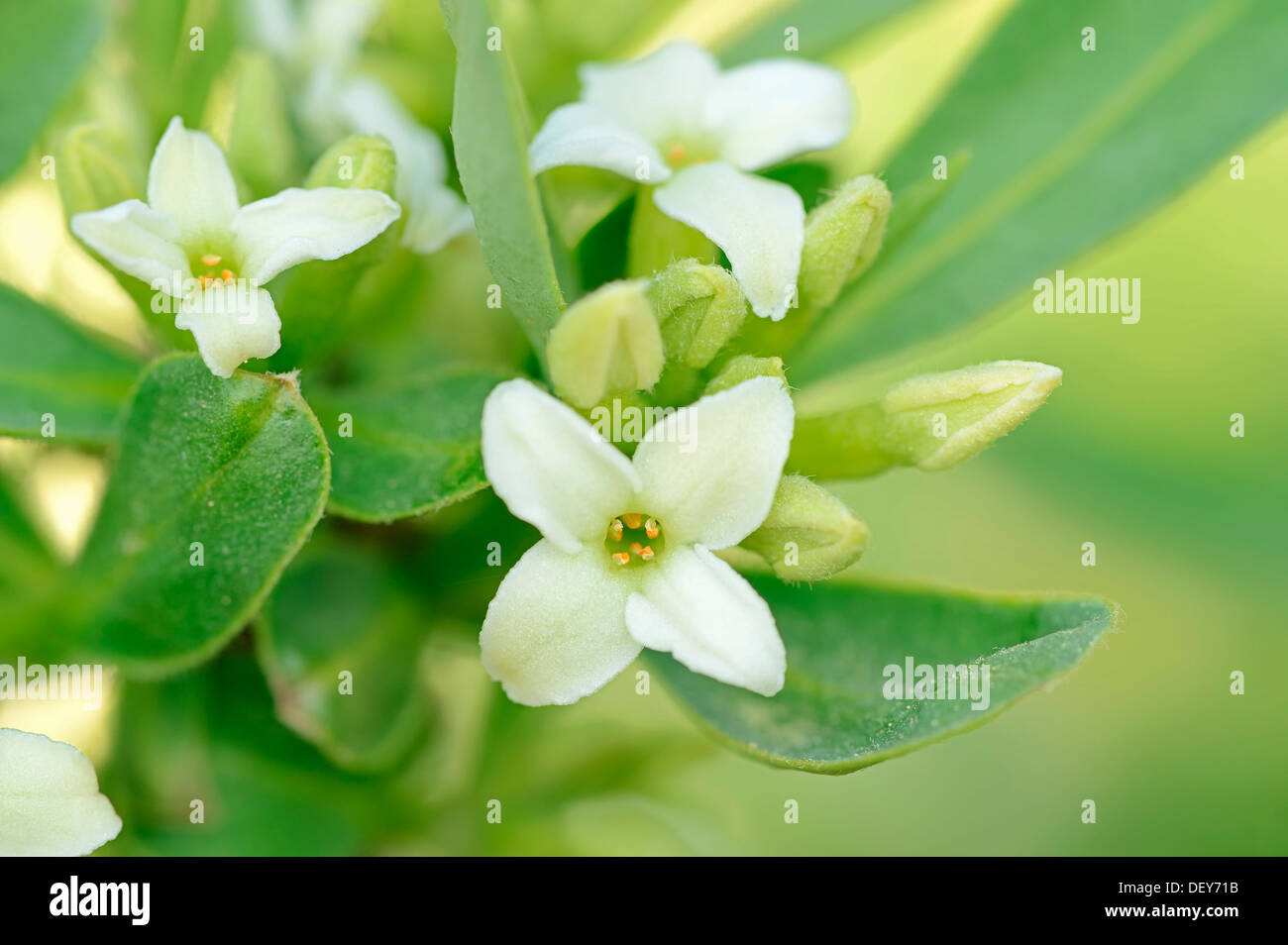 Alpine-Daphne (Daphne alpina), occurrence in the Pyrenees and the Alps ...
