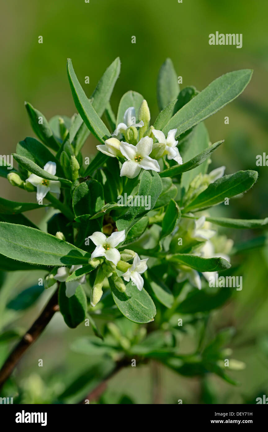Alpine-Daphne (Daphne alpina), occurrence in the Pyrenees and the Alps ...