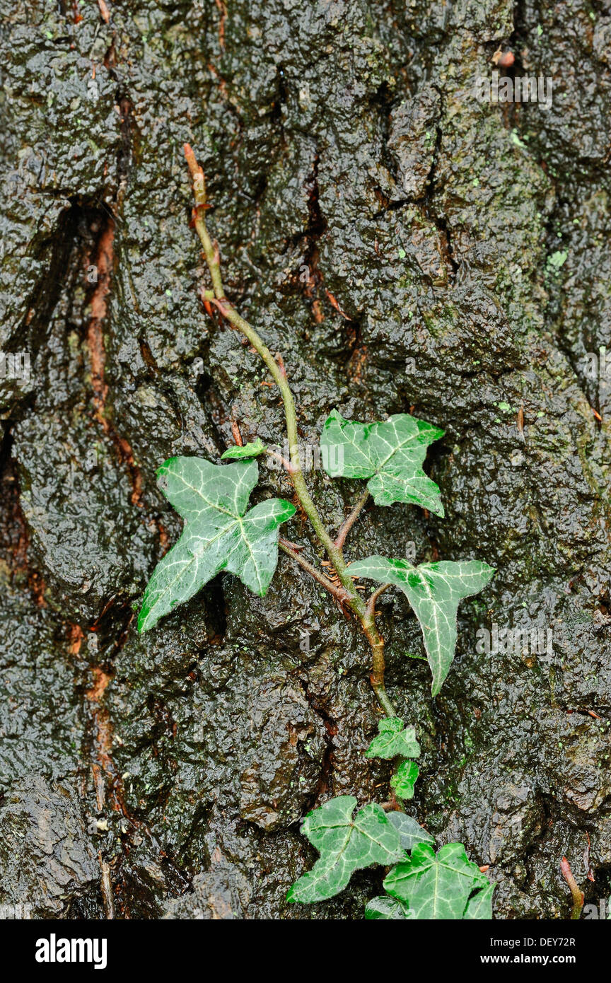 Common Ivy (Hedera helix) on tree bark, North Rhine-Westphalia, Germany ...